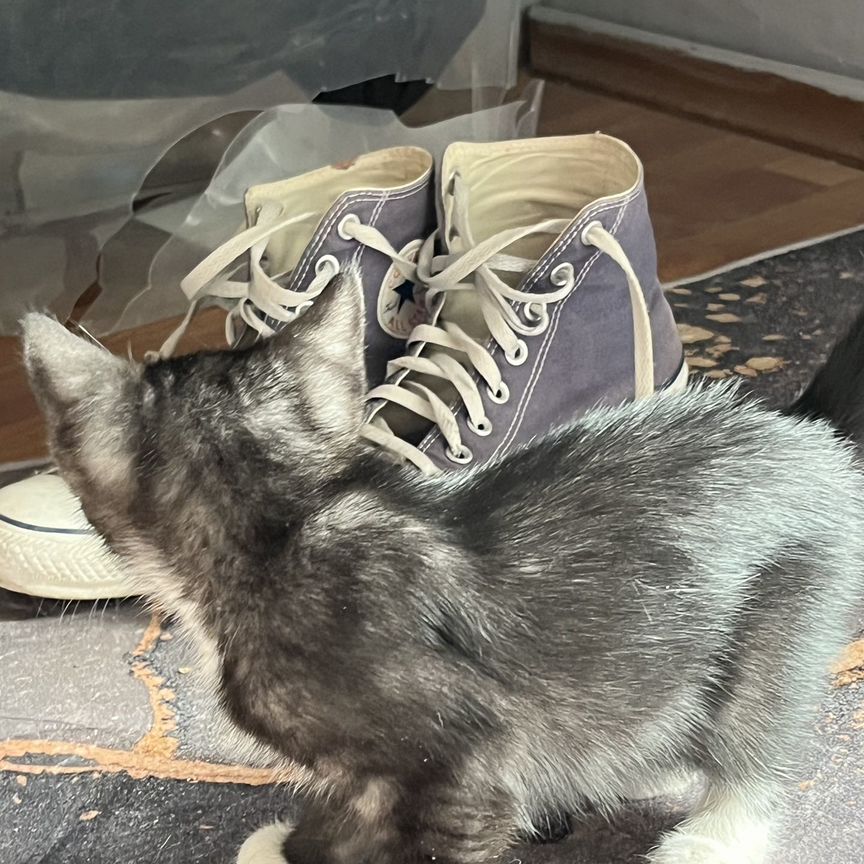 Котёнок девочка