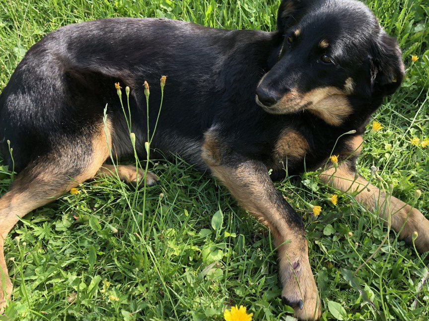 Метис девочка в добрые руки