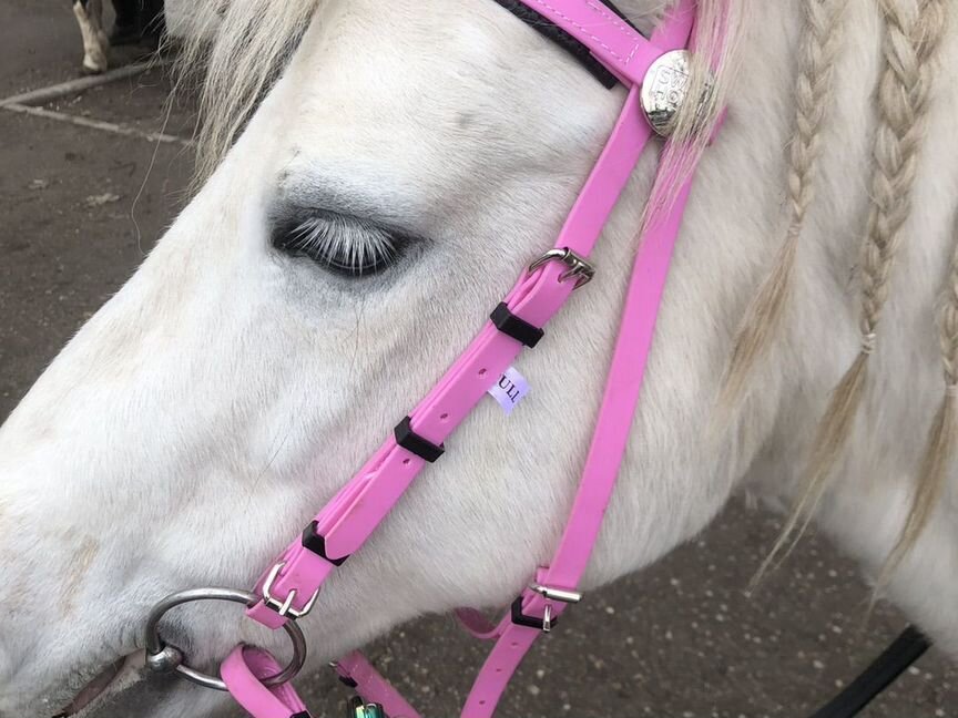 Вальтрап,ушки,повод