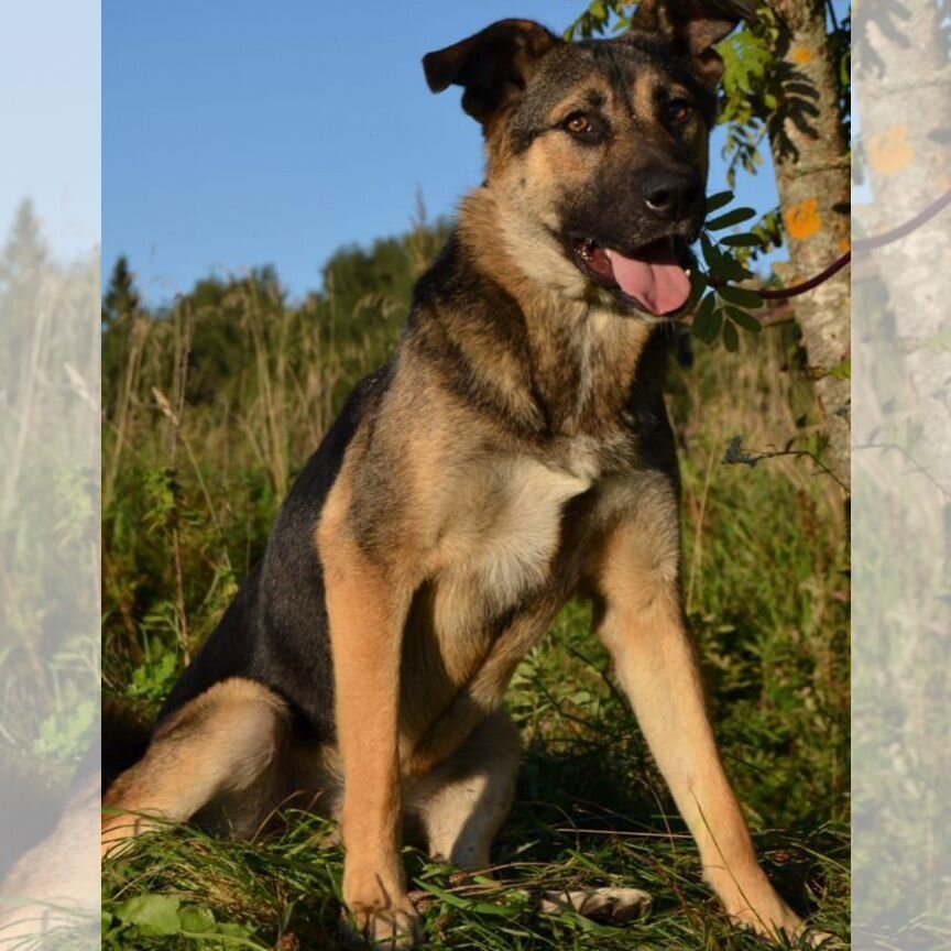 Молодой чудесный пес в добрые руки