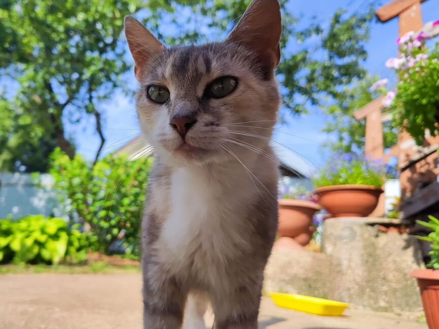 Ласковая кошечка в добрые руки