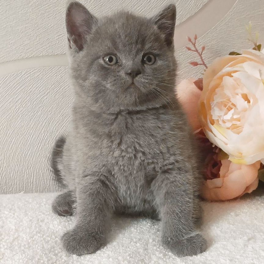 Британские котята