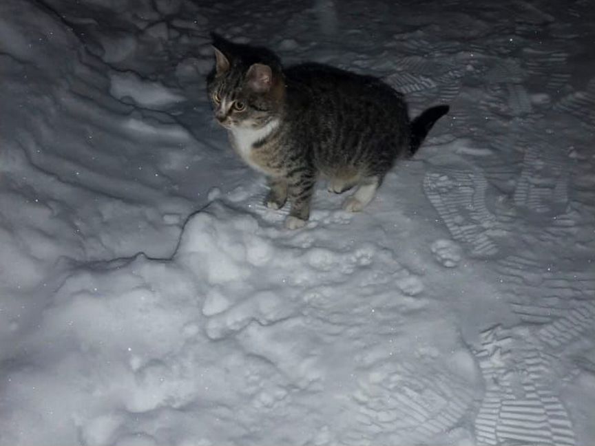 Кошка крутая