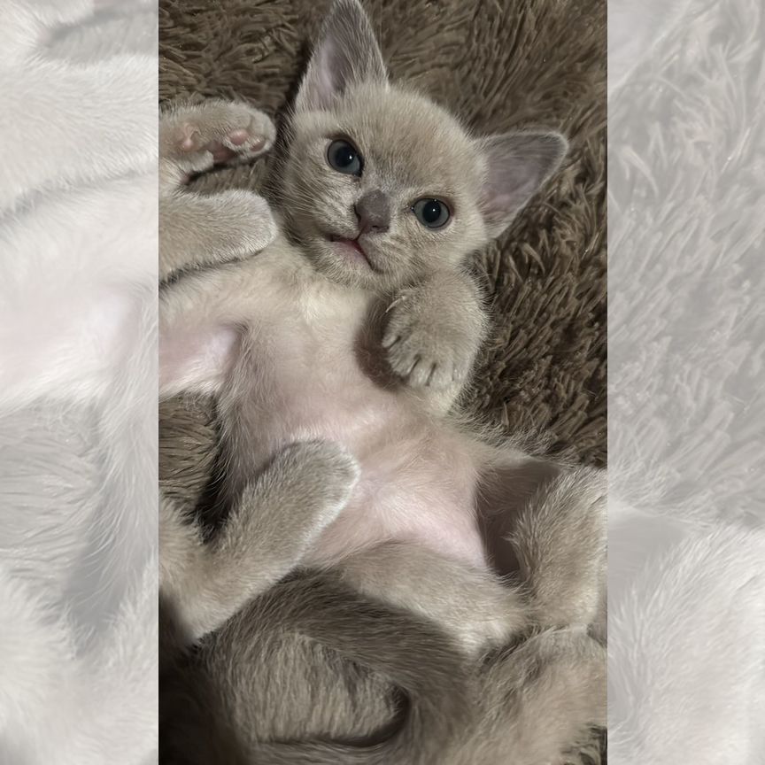 Бурма лиловая 10.01.25 wcf родители чемпионы