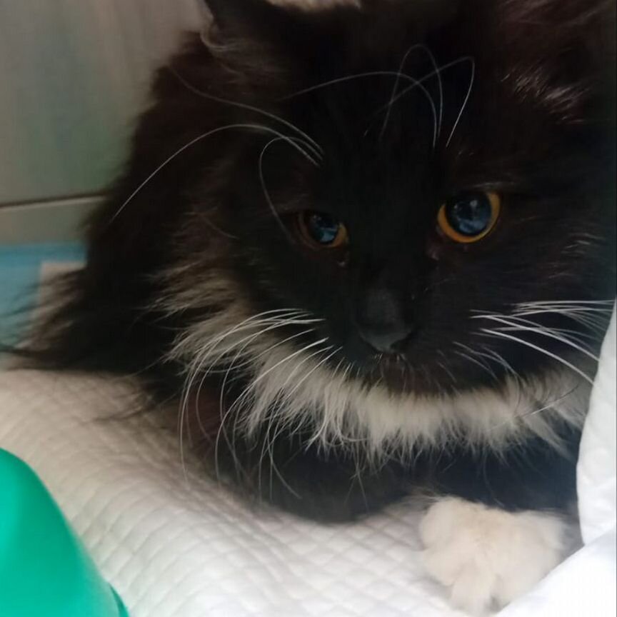 Кошка в надёжные ручки