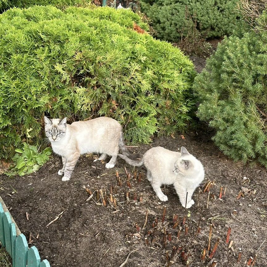 Котик ищет дом