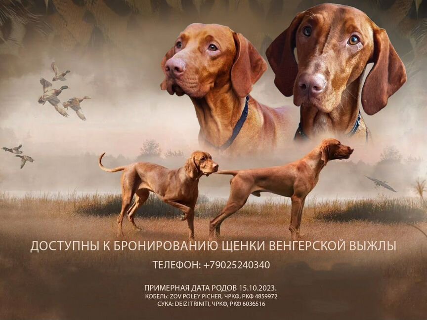Щенки Венгерской Выжлы (бронирование)