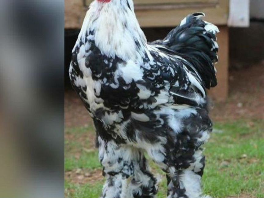 Инкубационное яйцо брама