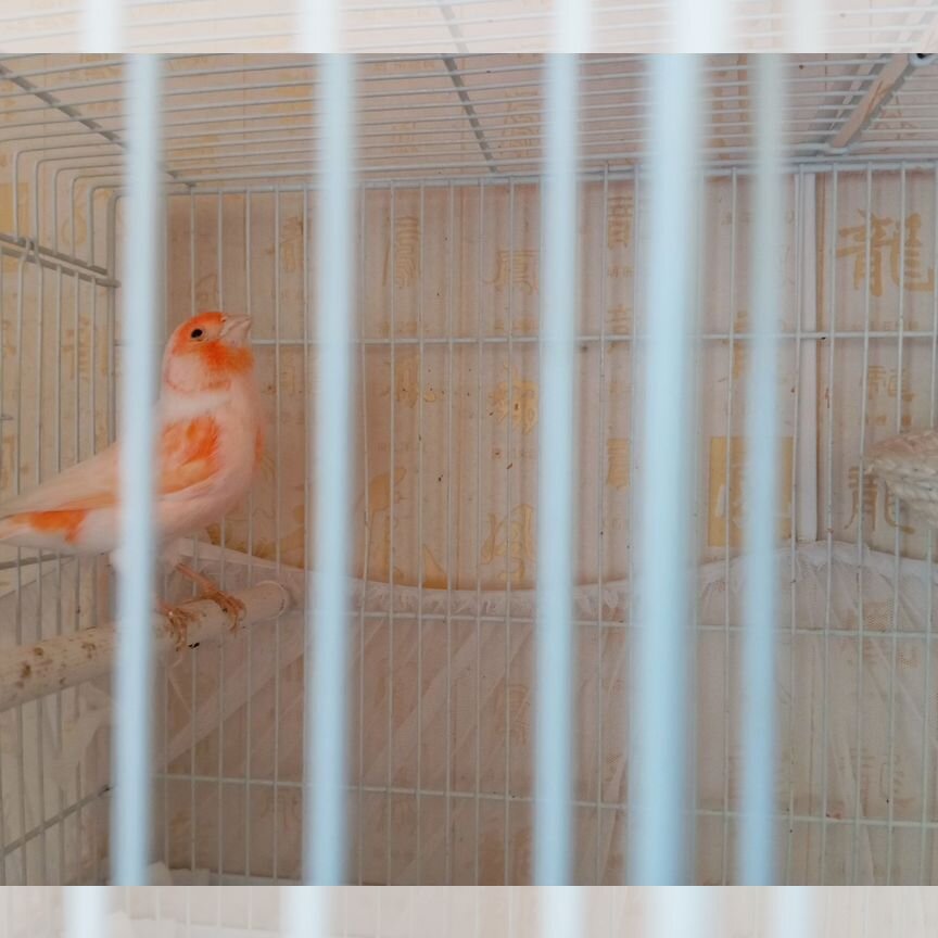 Канареейка пара