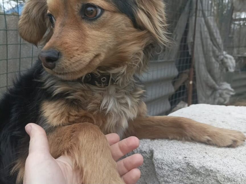 Тося, небольших размеров, до 2х лет