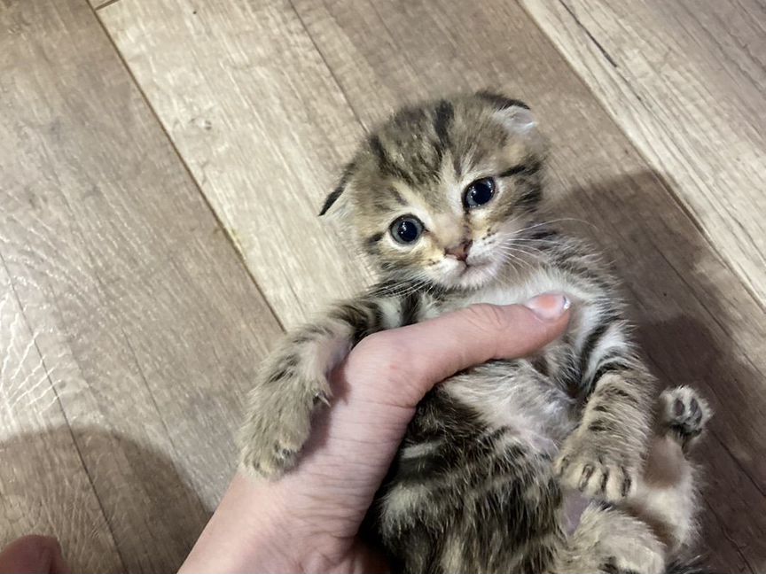 Котята медвежата,бесплатно