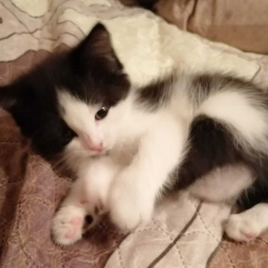 Ласковый и ручной котенок от домашней кошки в дар