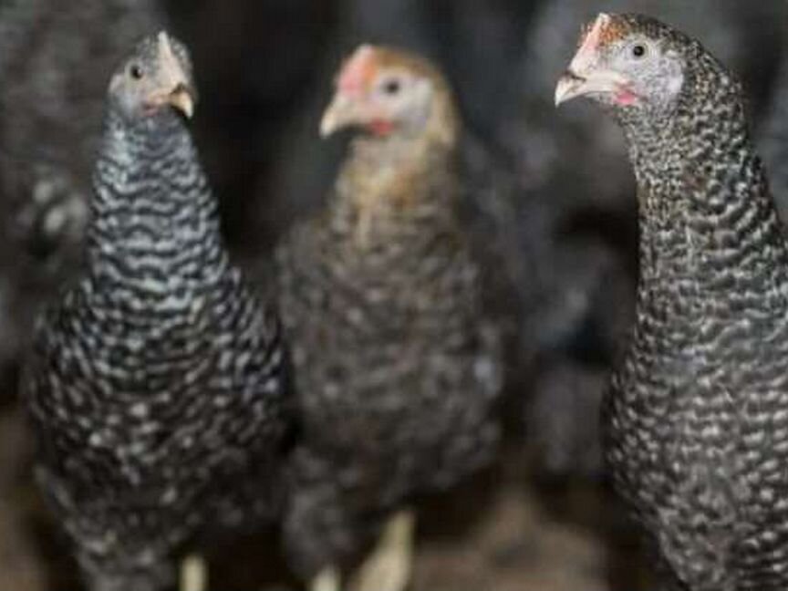 Куры плимутрок