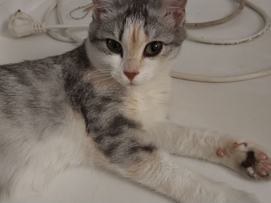 Кошка 5,5 месяцев