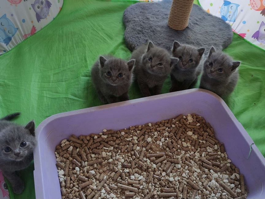 Британские котята бесплатно