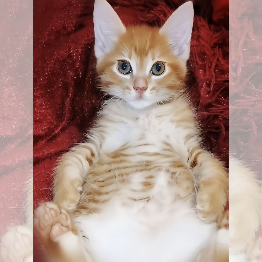 Рыжие котята в добрые руки