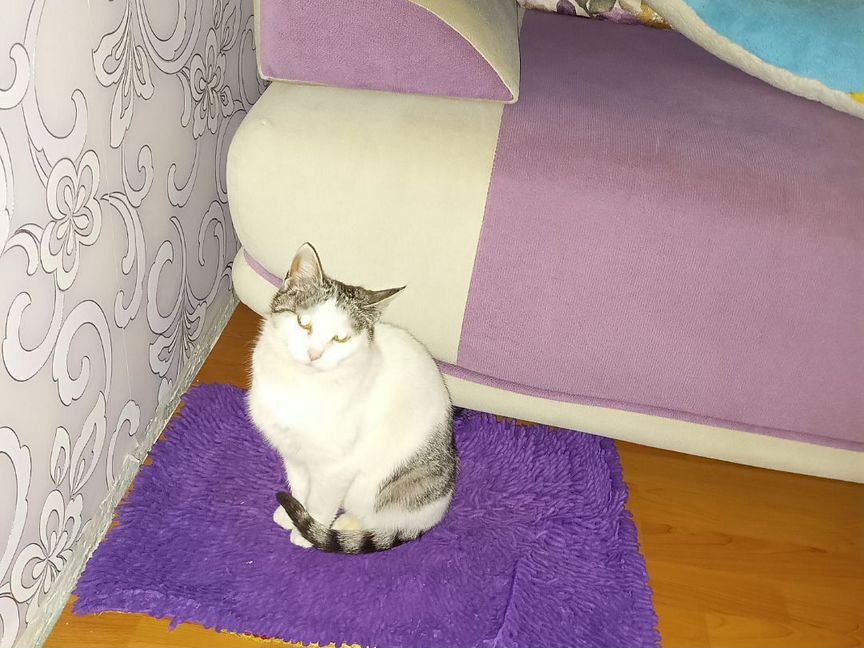 Кошки в добрые руки бесплатно