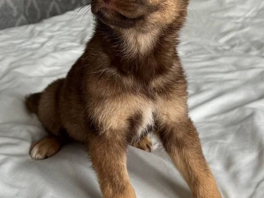 Щенок в добрые руки