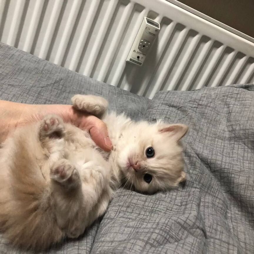 Вислоухие котята