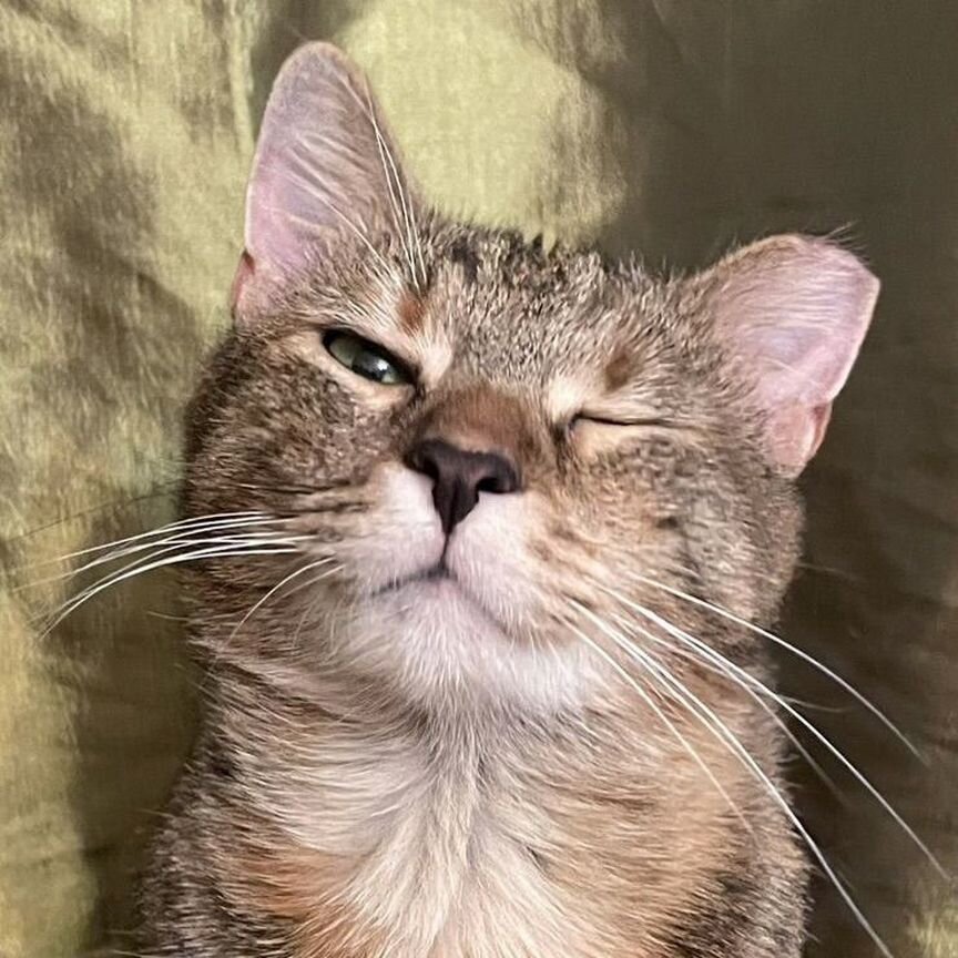 Кошка девочка