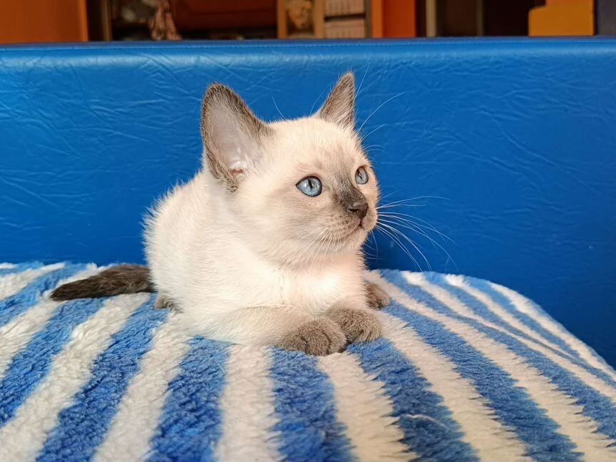 Тайские котята