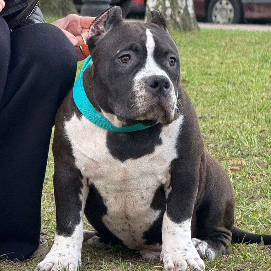 Американский булли, щенок