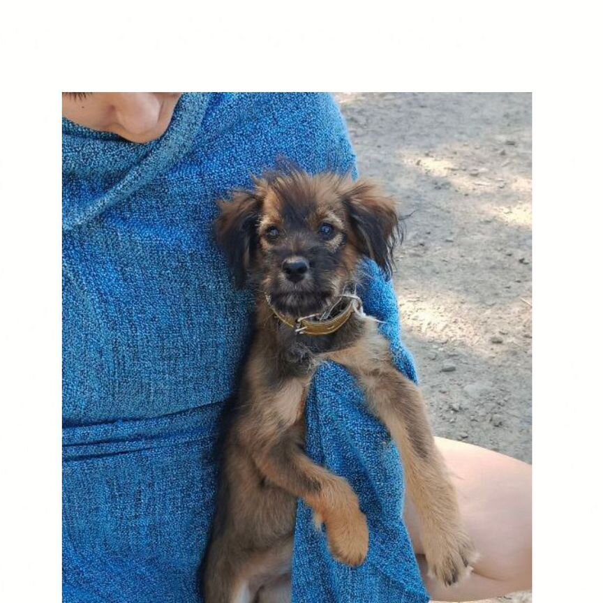 Кнопочка ищет семью