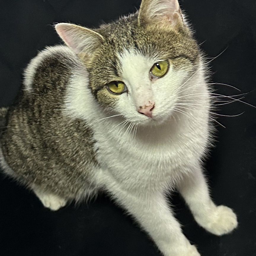 Маленькая кошечка Серафима