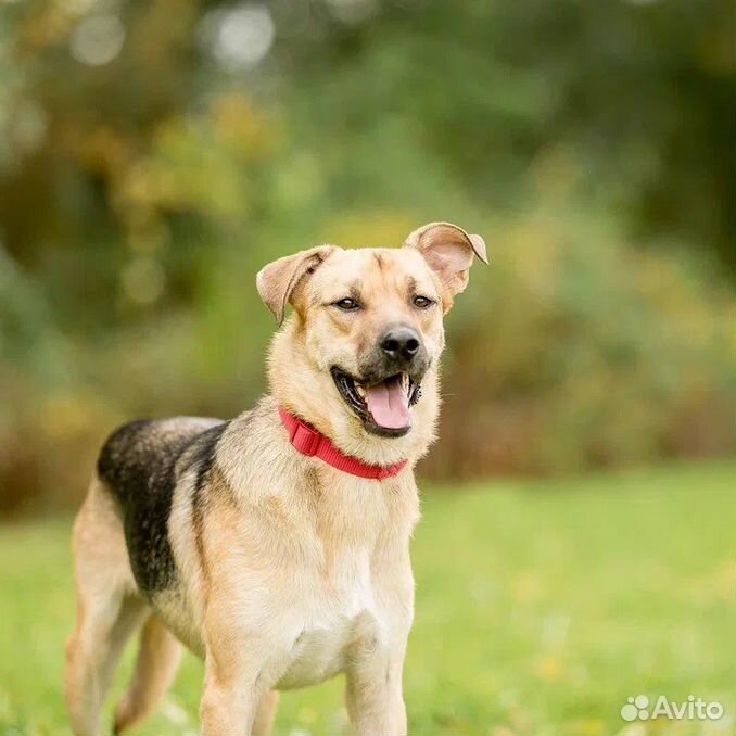 Собака мальчик Джерри 1,5 года