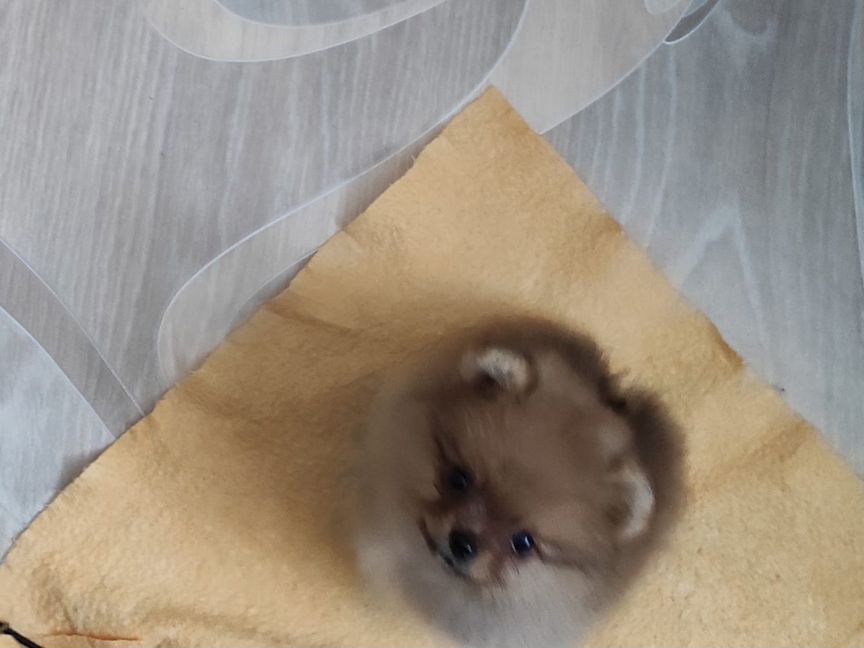 Мальчики и девочки миниатюрного шпица