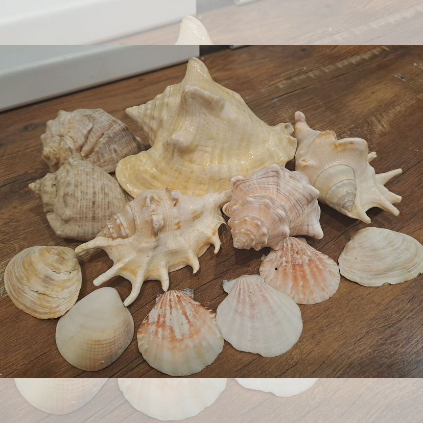 Морские ракушки набор