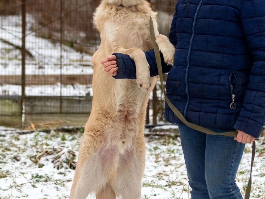 Кобель Вениамин в хорошие руки