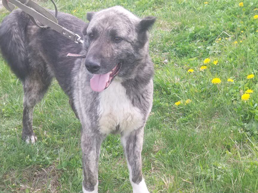 Собака в добрые руки