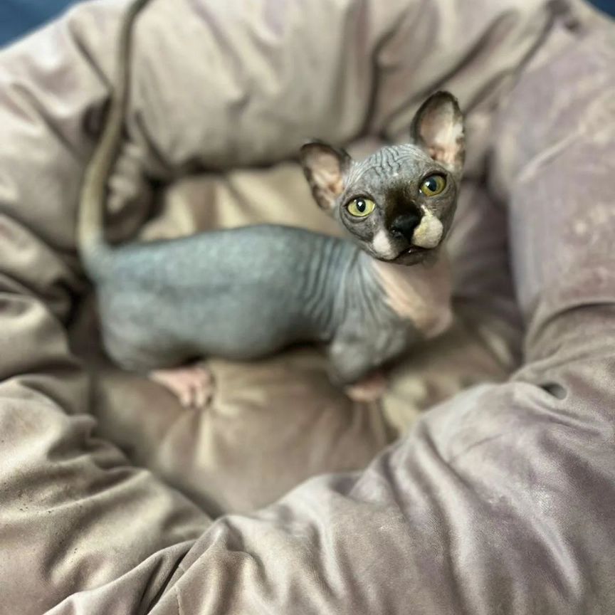 Канадский сфинкс