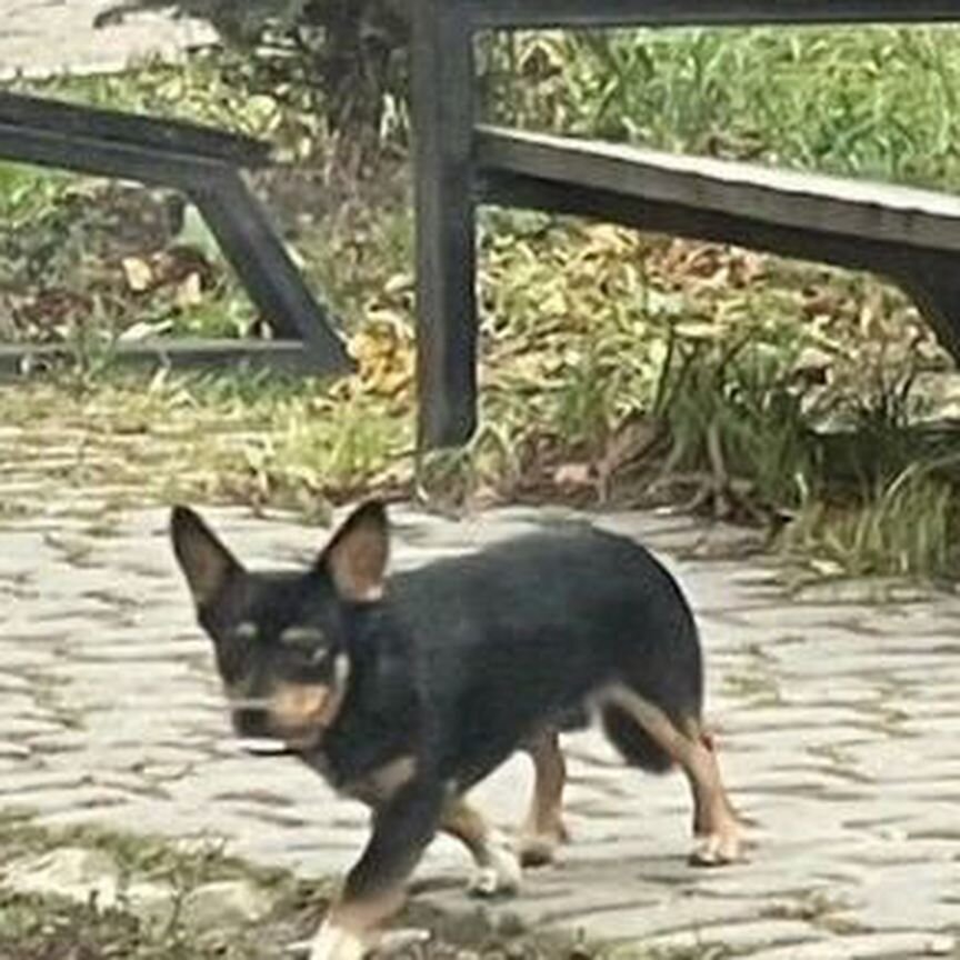 Взрослый пёс в добрые руки