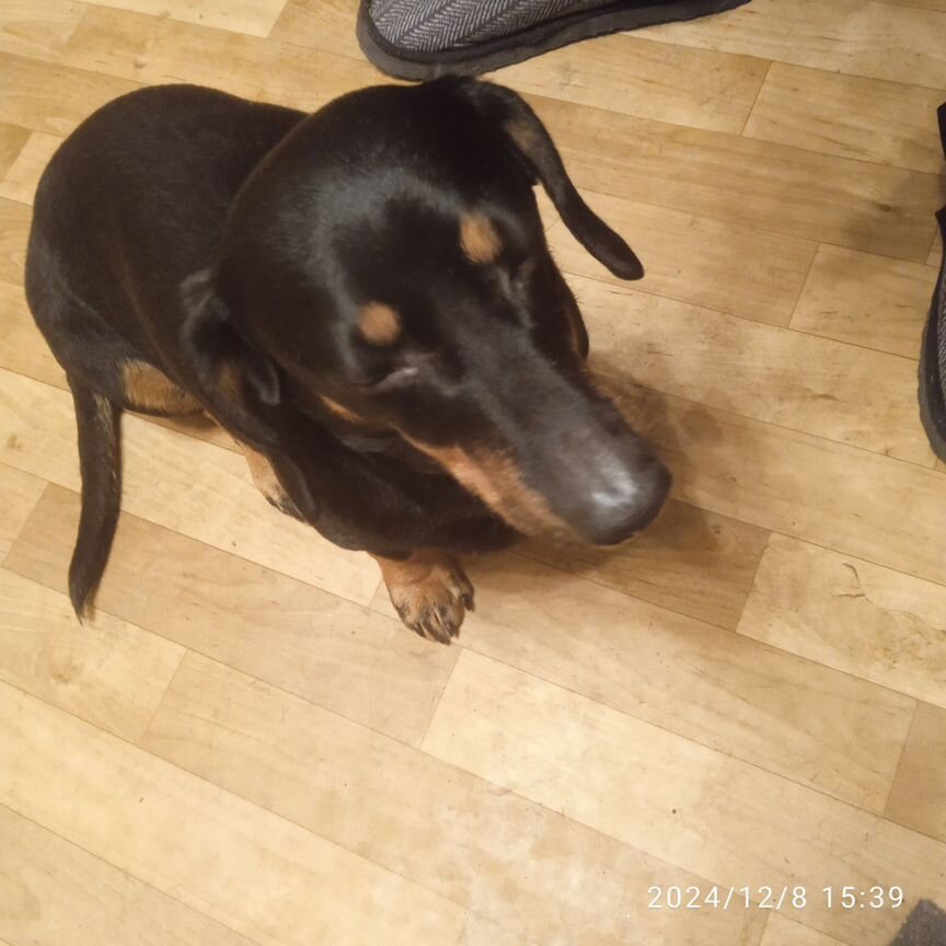 Такса девочка 1,5 года