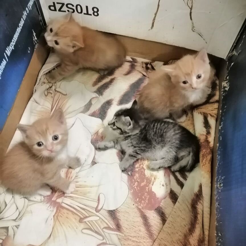 Красивые котятки