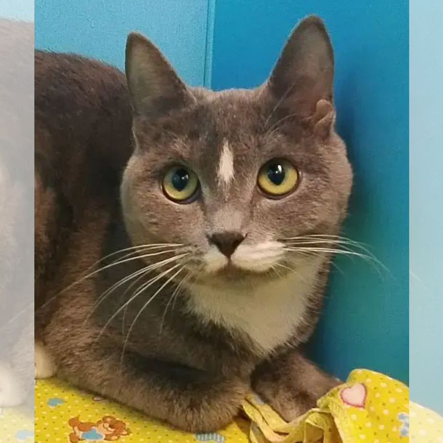 Взрослая, кошка в добрые руки