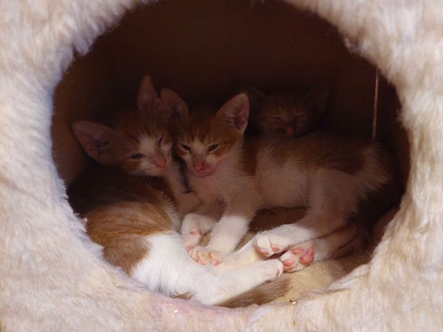 Котята рыжие бесплатно
