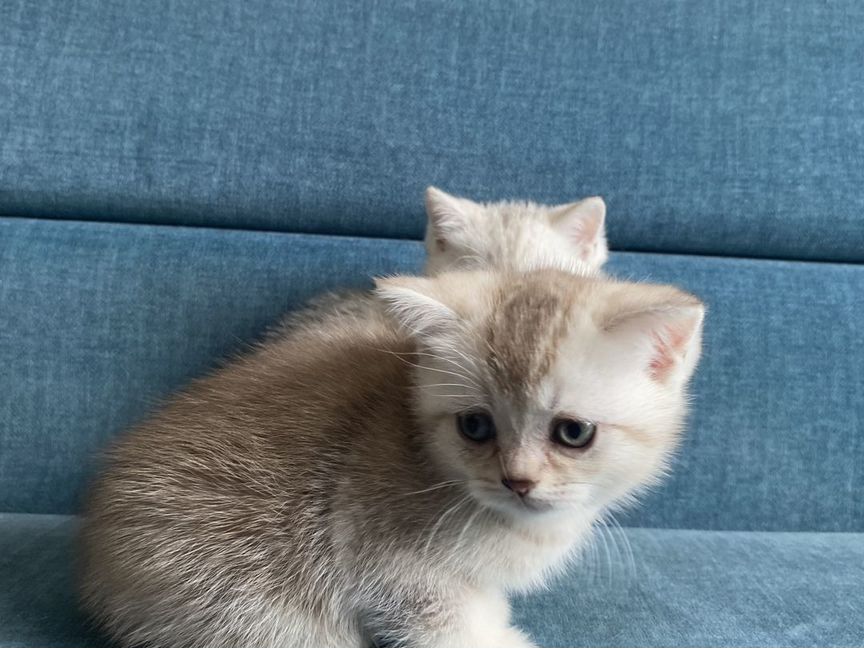 Шотландские котята серебристая шиншилла