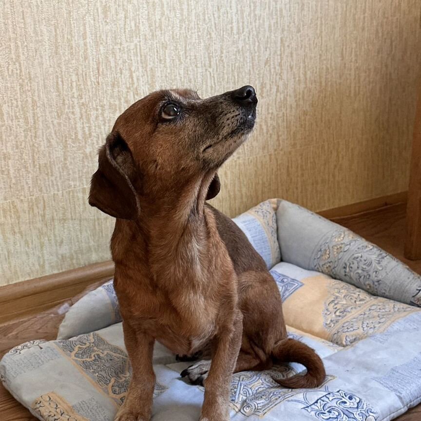 Собака в добрые руки