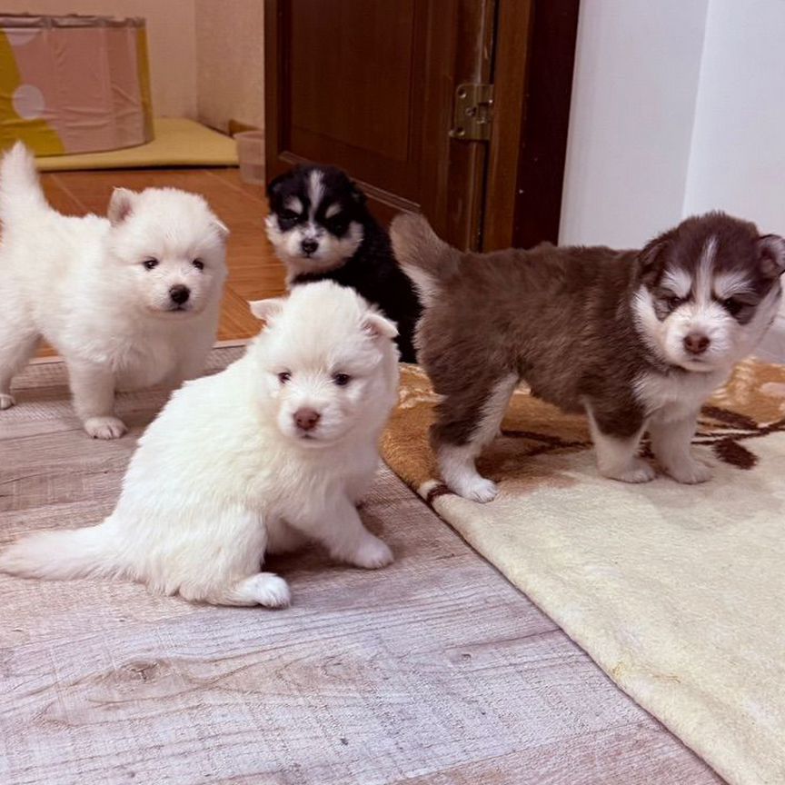 Помски, щенок