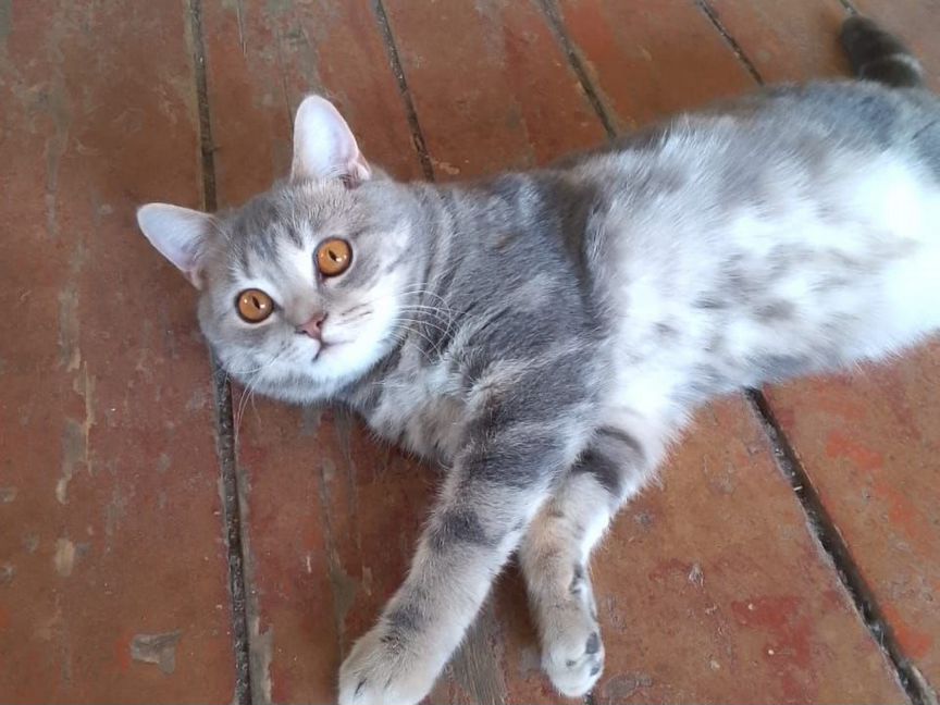 Кошка
