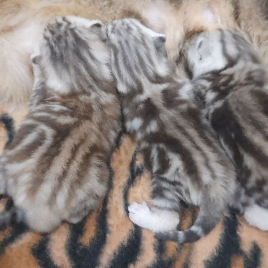 Шотландские котята