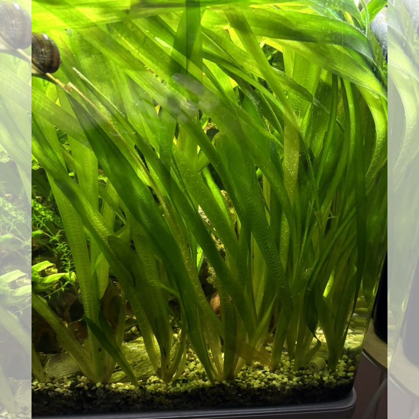 Валиснерия гигантская