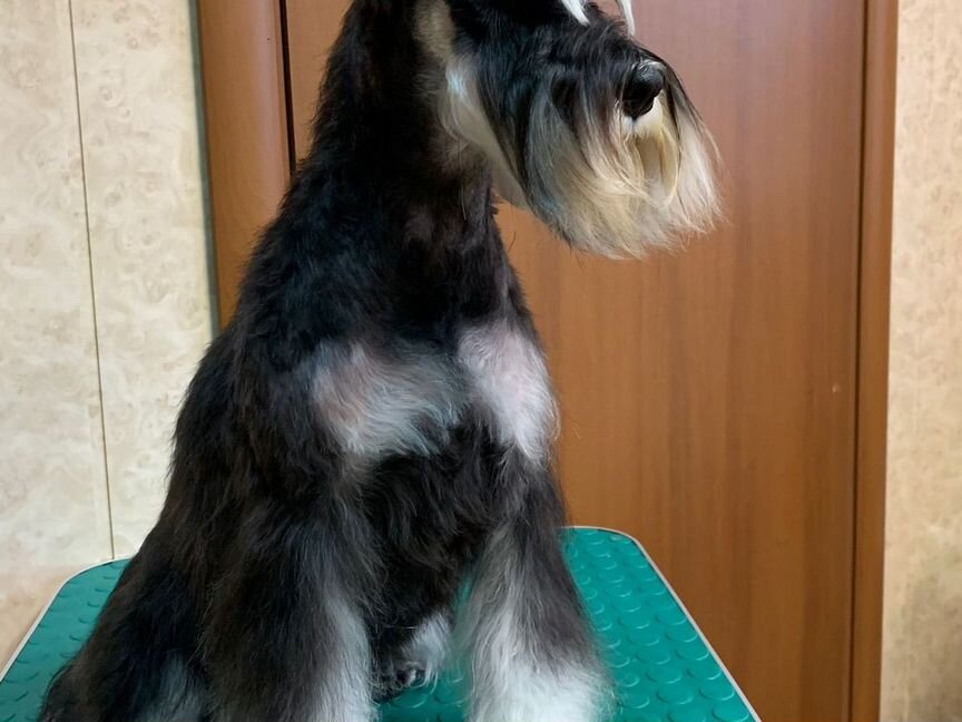 Цвергшнауцер