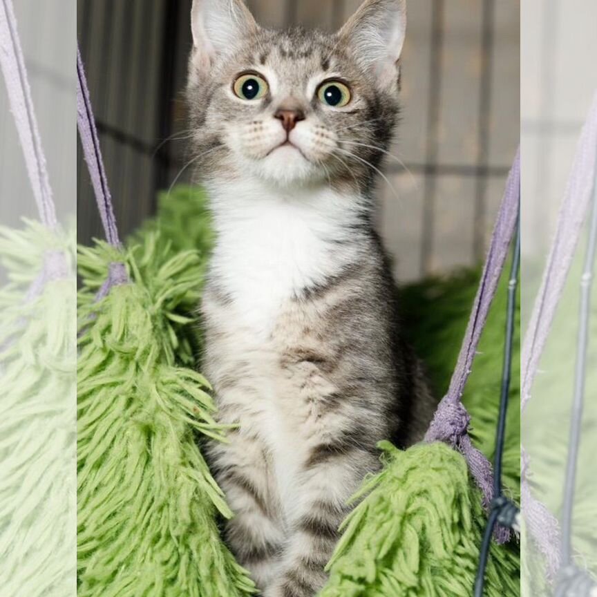 Котёнок в добрые руки