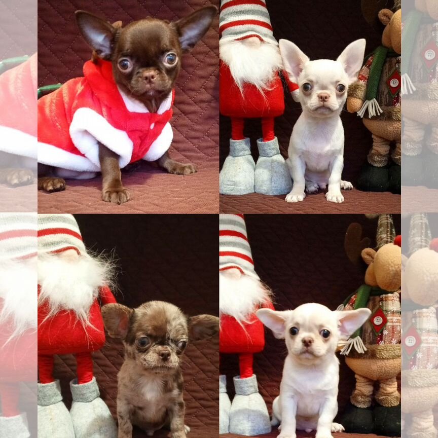 Чихуахуа, щенок