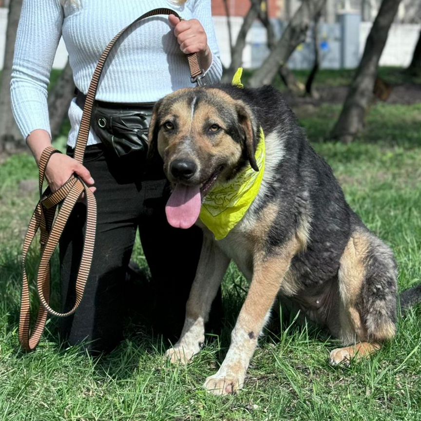 Донна, собака из приюта в добрые руки