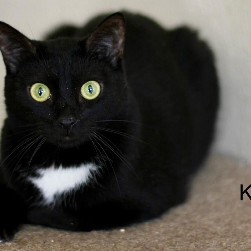 Славный котик Котя